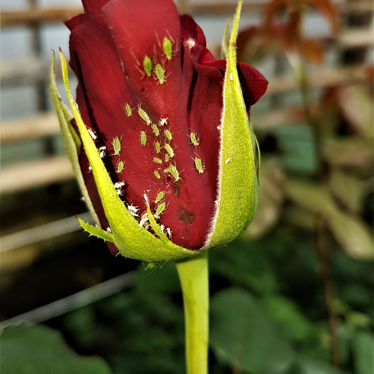 Mszyce - zwalczanie, charakterystyka - Biologiczna ochrona roślin ...